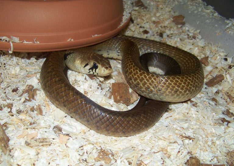 Snakes: Facts and List of Types With Pictures - Reptile Fact
