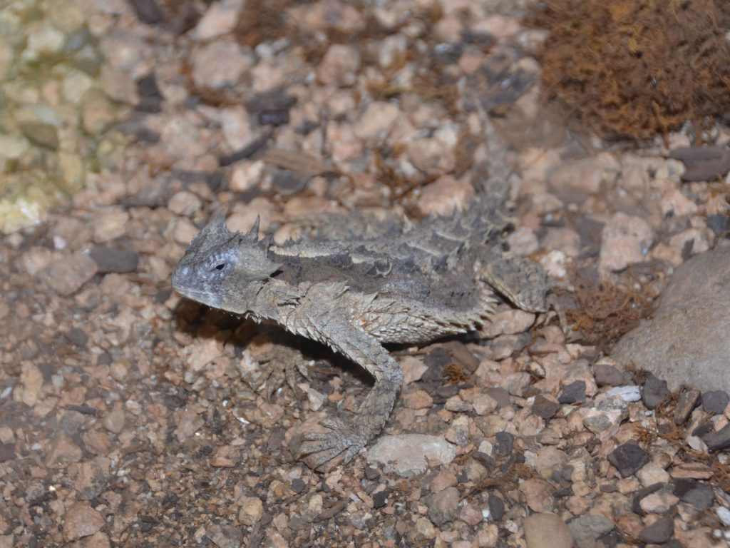 Lizards: Facts, and List of Types with Pictures - Reptile Fact