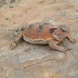 Rhinoceros Iguana Facts and Pictures