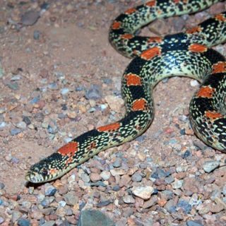 Long-Nosed Snake Facts and Pictures