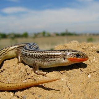 Western Skink Facts and Pictures