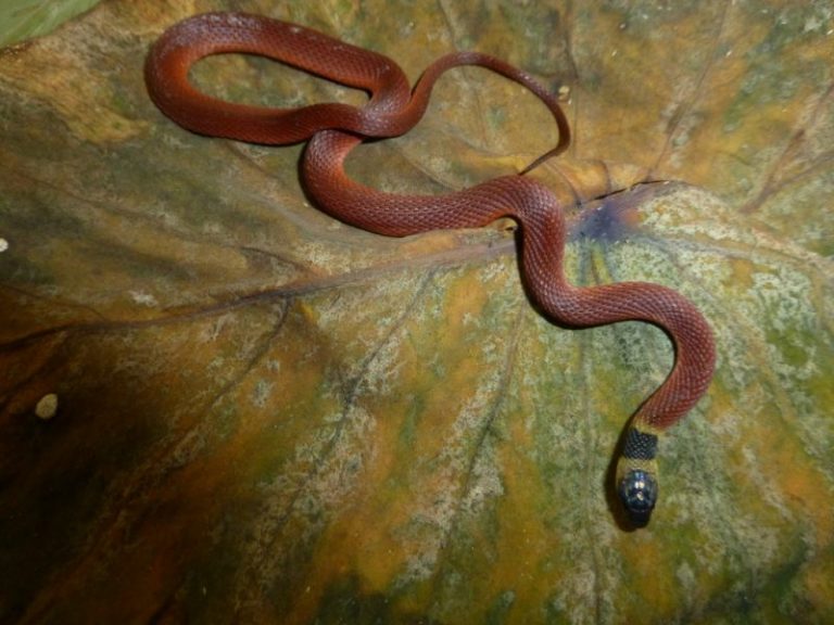 Snakes: Facts and List of Types With Pictures - Reptile Fact