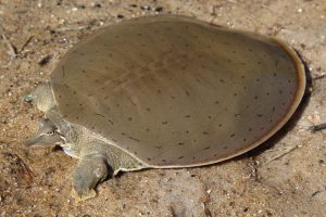 Turtles: Facts and List of Different Types with Pictures