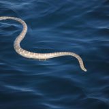 Stoke's Sea Snake Facts and Pictures