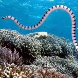 Belcher's Sea Snake Facts and Pictures