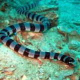 Belcher's Sea Snake Facts and Pictures