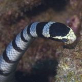 Belcher's Sea Snake Facts and Pictures