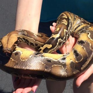 Borneo Short-tailed Python Facts and Pictures