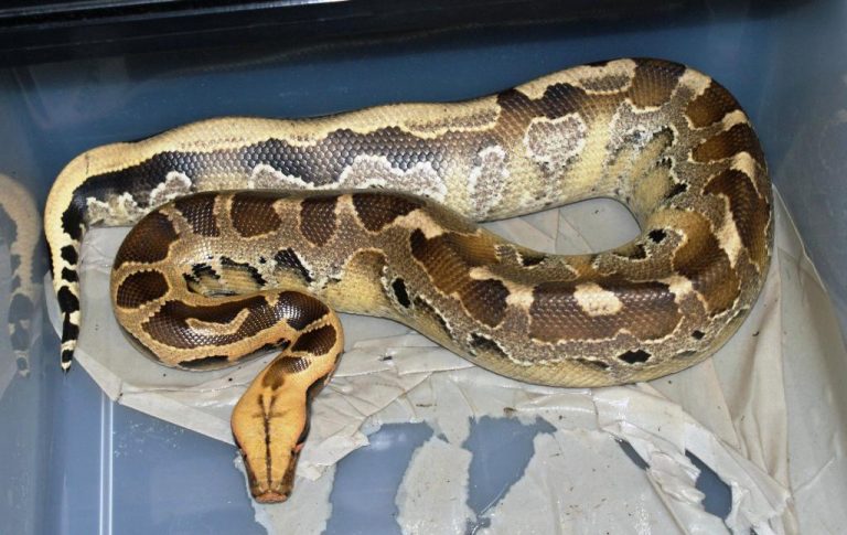 Snakes: Facts and List of Types With Pictures - Reptile Fact