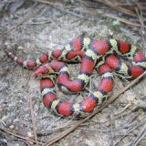 Scarlet Snake Facts and Pictures