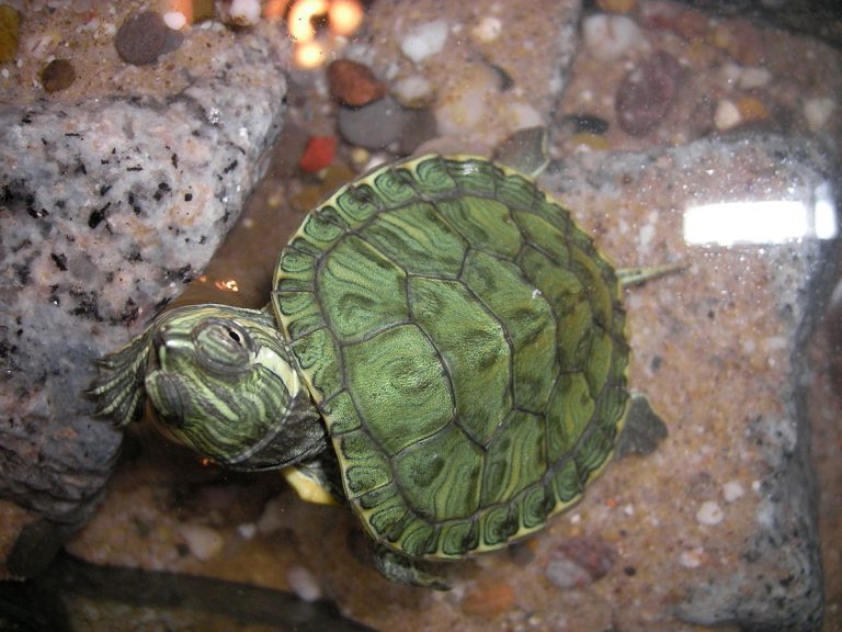 Turtles: Facts and List of Different Types with Pictures
