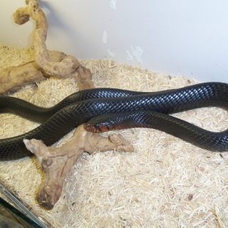 Eastern Indigo Snake Facts and Pictures