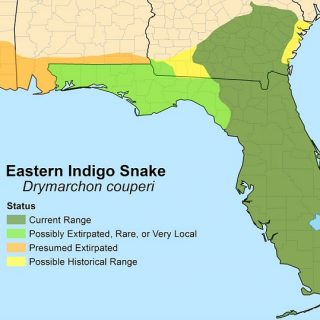 Eastern Indigo Snake Facts and Pictures
