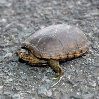 Eastern Long Neck Turtle Facts and Pictures