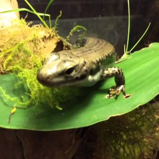 Eastern Water Skinks Facts and Pictures