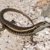 Eastern Water Skinks Facts and Pictures