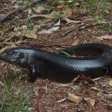 Land Mullet Skink Facts and Pictures