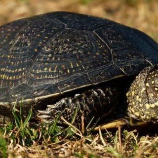 European Pond Turtle Facts and Pictures