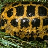 Forsten's Tortoise Facts and Pictures
