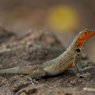Galapagos Lava Lizard Facts and Pictures