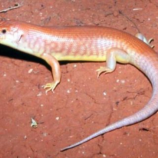 Skinks: Facts and List of Different Types with Pictures