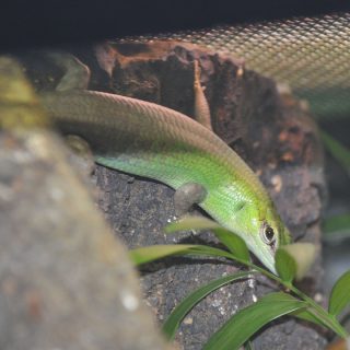 Green Tree Skink Facts and Pictures
