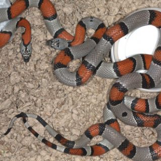 Glossy Snake Facts and Pictures