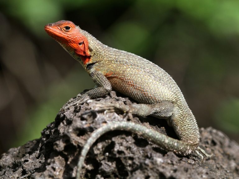 Lizards: Facts, and List of Types with Pictures - Reptile Fact