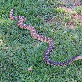 Louisiana Pine Snake Facts and Pictures