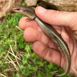 Gilbert's Skink Facts and Pictures