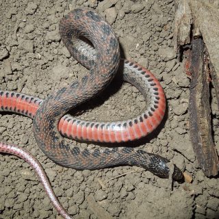 Glossy Snake Facts and Pictures