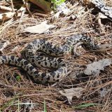 Louisiana Pine Snake Facts and Pictures
