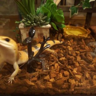 Peter's Banded Skink Facts and Pictures