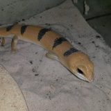 Peter's Banded Skink Facts and Pictures