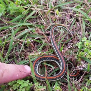 Redstripe Ribbon Snake Facts and Pictures