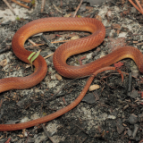 Timor Python Facts and Pictures