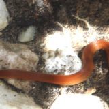 Pine Woods Snake Facts and Pictures
