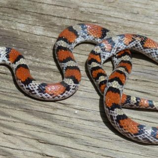 Scarlet Snake Facts and Pictures