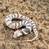 Shield-nosed Cobra Facts and Pictures
