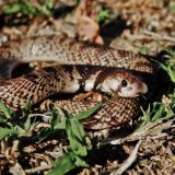 Shield-nosed Cobra Facts and Pictures