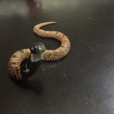 Shield-nosed Cobra Facts and Pictures