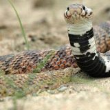 Shield-nosed Cobra Facts and Pictures