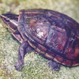 Western Painted Turtle Facts and Pictures