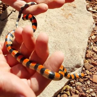 Glossy Snake Facts and Pictures
