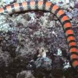 Western Ground Snake Facts and Pictures