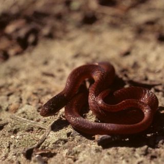 Pine Woods Snake Facts and Pictures