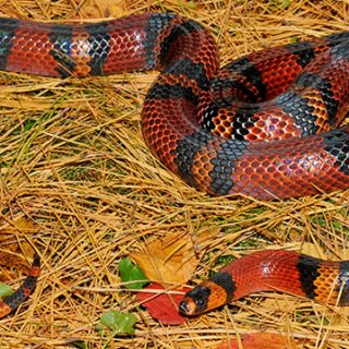 Honduran Milk Snake Facts and Pictures
