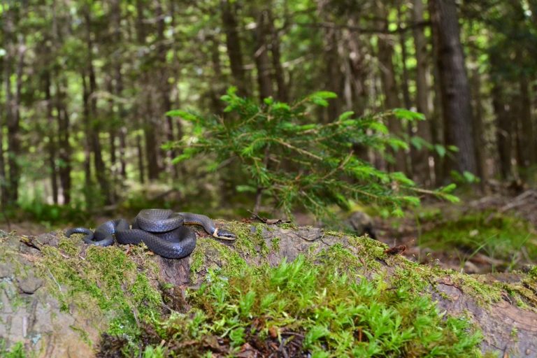 Northern Ringneck Snake Facts and Pictures