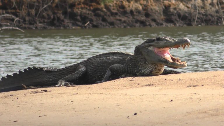 Crocodilians: Facts and List of Types with Pictures - Reptile Fact