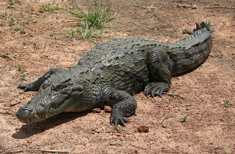 West African Crocodile Facts and Pictures